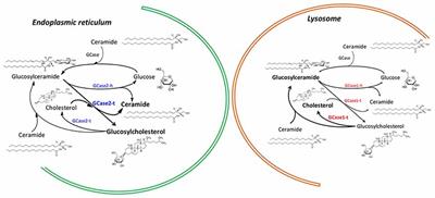 Frontiers | Glucocerebrosidase Mutations and Synucleinopathies. Potential Role of ...